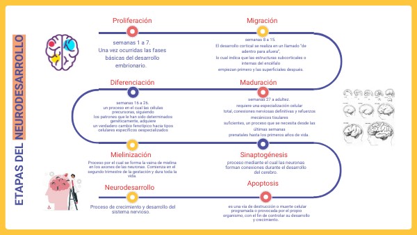 ETAPAS DEL NEURODESARROLLO