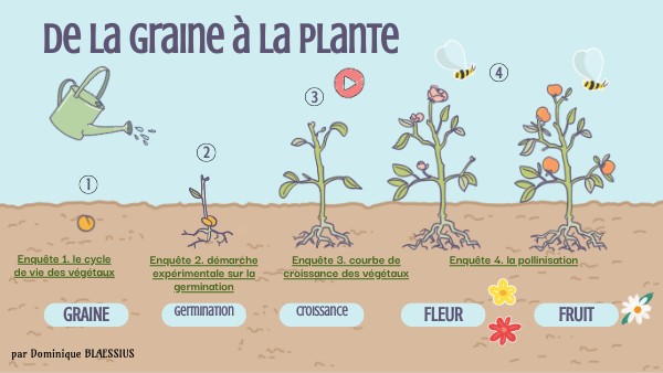 Courbe De Croissance Des Plants De Haricots
