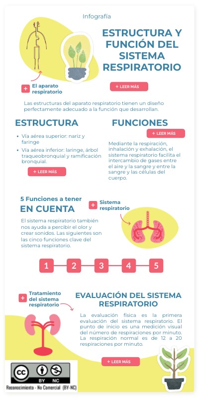 Estructura y Función del Sistema Respiratorio Estructura y Función del Sistema Respiratorio