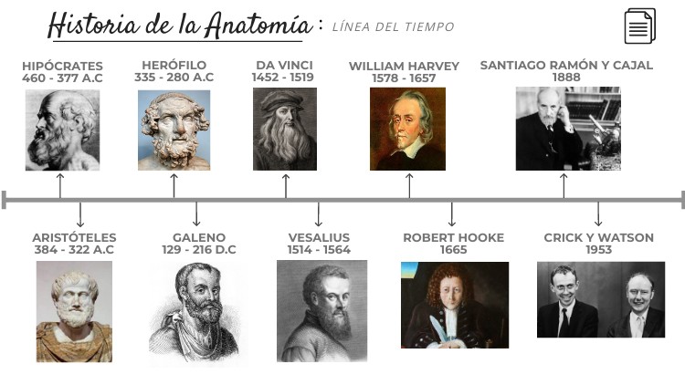 INFOGRAFÍA ANATOMÍA