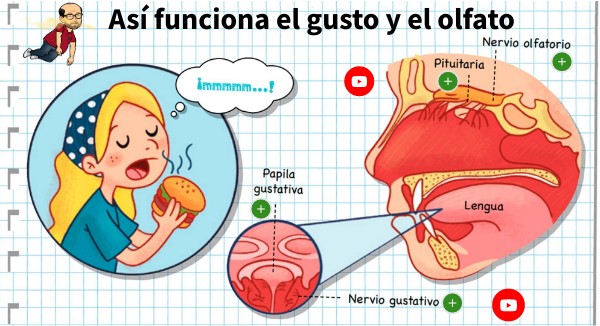 4.2 Partes del gusto y el oltado