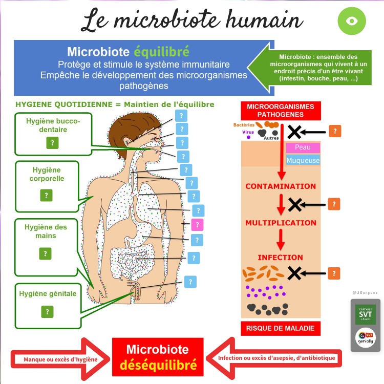 Microbiote humain