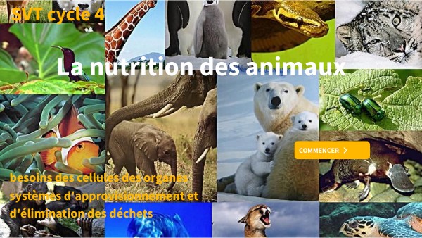 nutrition des animaux