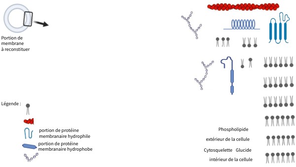 22_1ES_Modèle de membrane