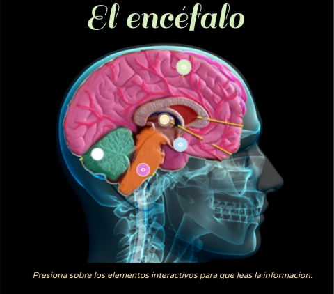El encéfalo