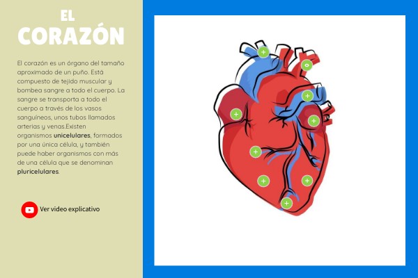 EL CORAZÓN