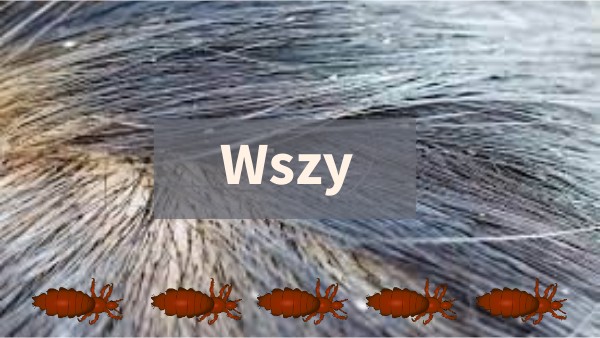 Wszy