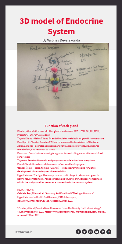 3D model of Endocrine System