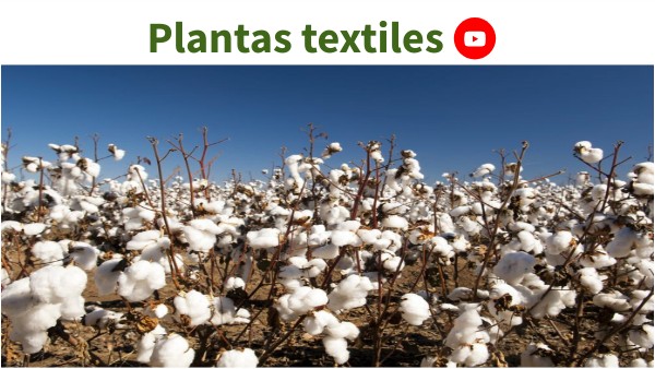 Plantas textiles
