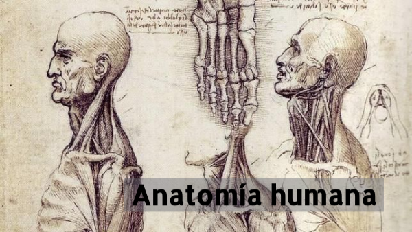 Introducción de la anatomía