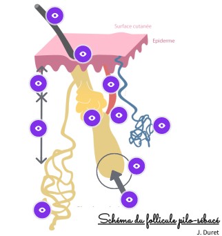 Follicule pilo sébacé