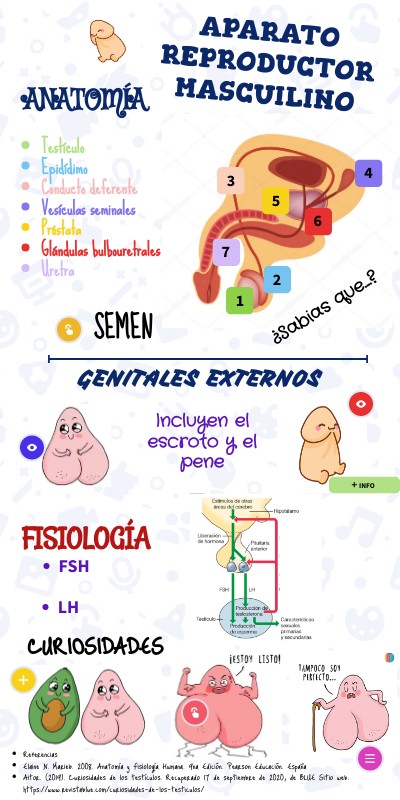 Aparato Reproductor Masculino