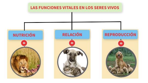 Funciones Vitales De Los Seres Vivos Cules Son Y Ejemplos