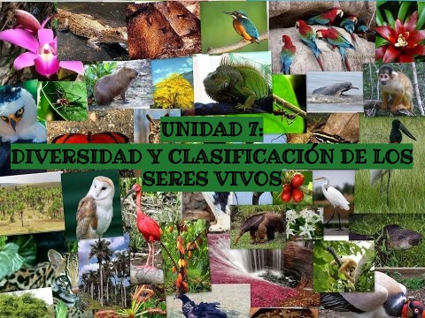 Calamo Diversidad Y Clasificacion De Los Seres Vivos