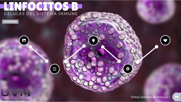 T.S.B I - Linfocitos B