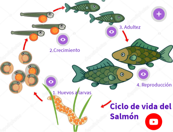 Ciclo de vida salmón y tortuga marina
