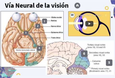 Vía Neural de la visión