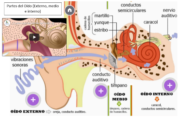 partes del Oído (Externo, medio e interno)