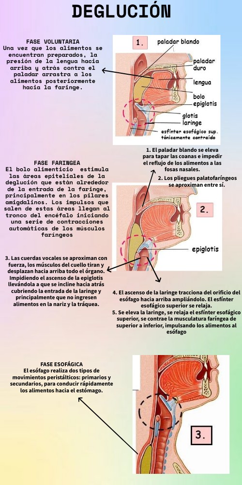 FISIOLOGÍA DE LA DEGLUCIÓN