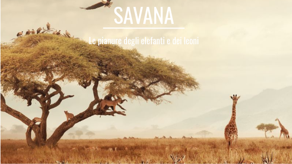 Savana