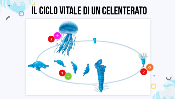 Ciclo Vitale Dei Driotteri