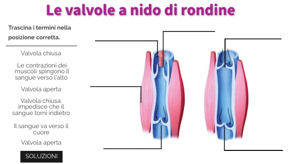 Le valvole a nido di rondine