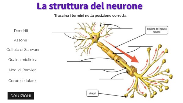 La struttura del neurone