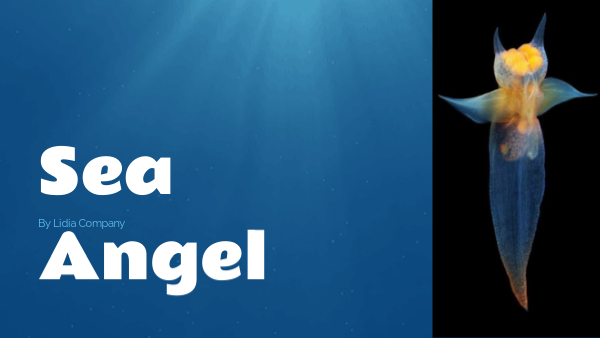 Sea Angel