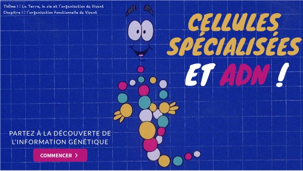 Cellules spécialisées et ADN