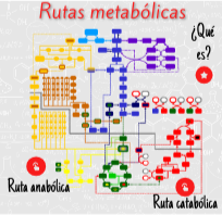 Rutas Metabolicas
