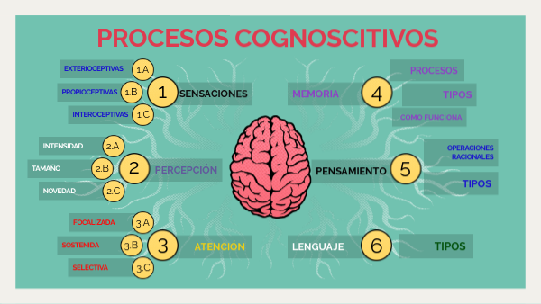 Procesos cognoscitivos