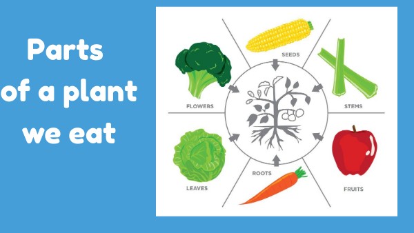 Parts of the plants that we eat
