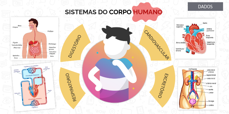 sistemas do corpo humano