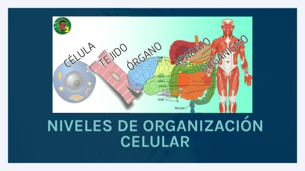 NIVELES DE ORGANIZACIÓN CELULAR