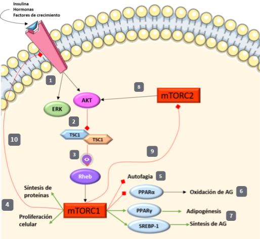 Vía de mTORC1