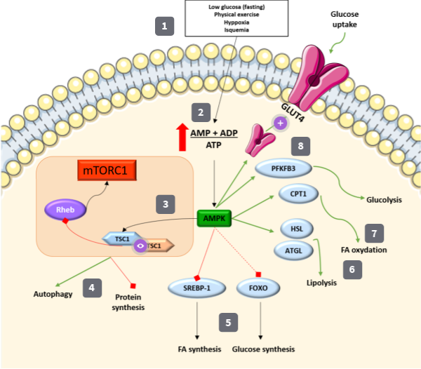 AMPK pathway_ENG