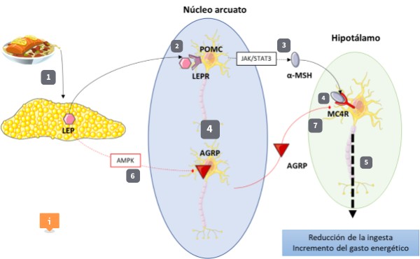 Mecanismo de acción de la leptina