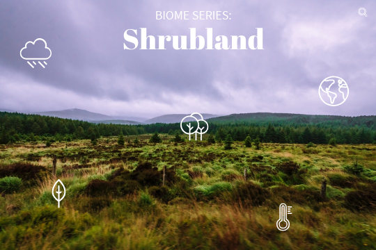 Shrubland Biome #1