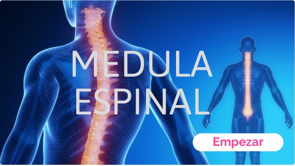 Medula Espinal