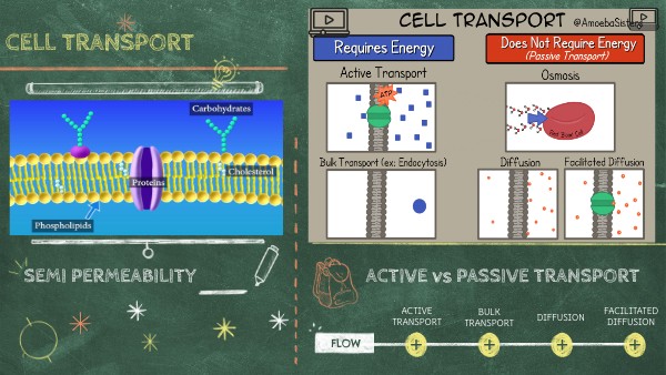 CELL TRANSPORT