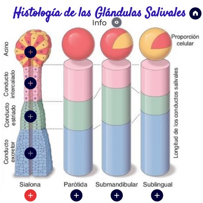 Histología de las Glándulas Salivales