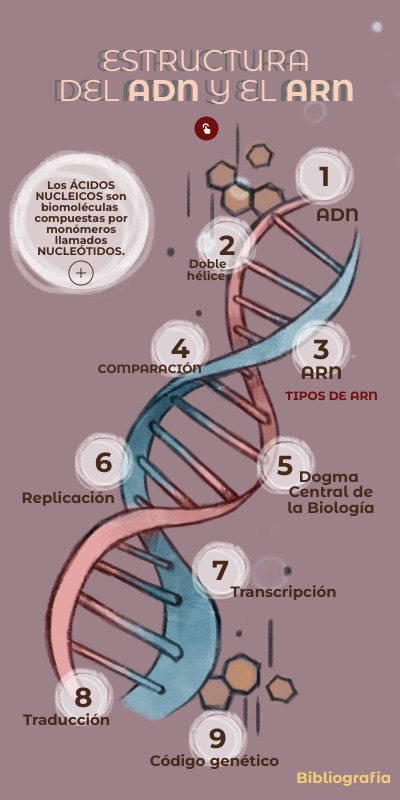 ADN Y ARN