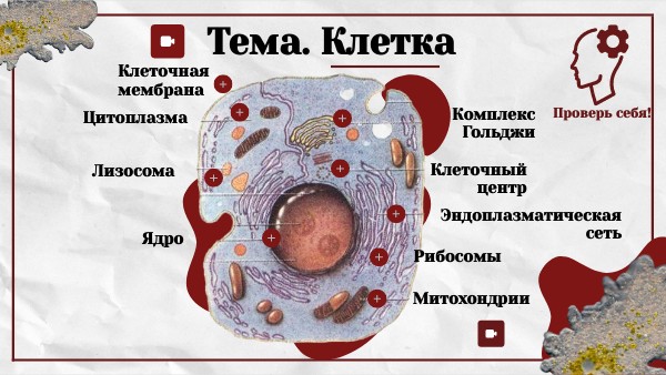 Растительная клетка