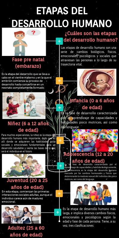 Infografia De Las Etapas Del Desarrollo Humano – Lights Crystal Infografia De Las Etapas Del Desarrollo Humano – Lights Crystal
