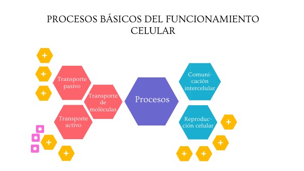 Procesos básicos del funcionamiento celular