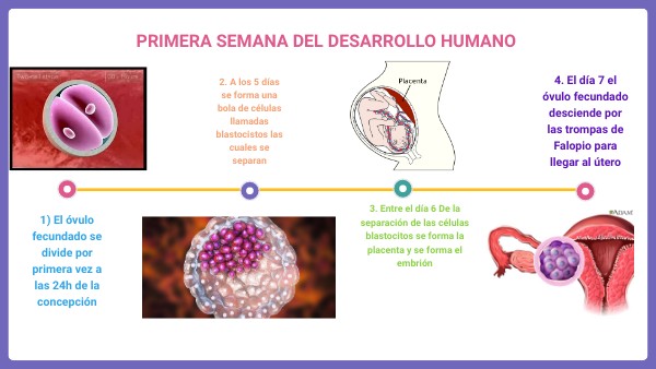 Primera semana del desarrollo humano