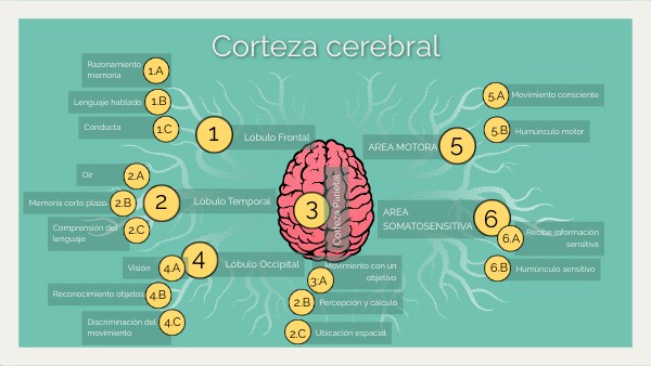 Corteza Cerebral