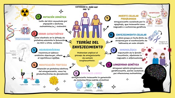 MAPA MENTAL TEORÍAS DEL ENVEJECIMIENTO