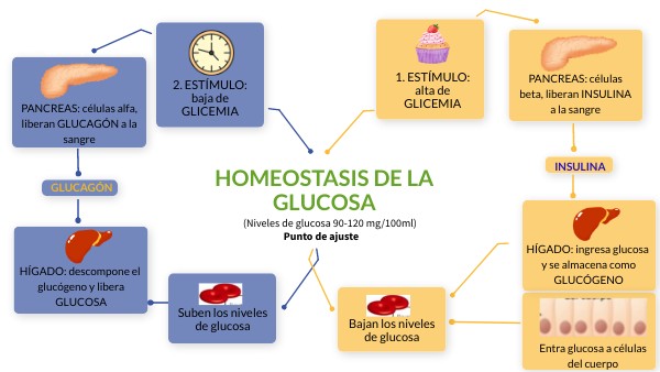 HOMEOSTASIS DE LA GLUCOSA