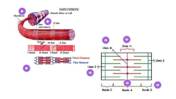 Estructura del sarcomero